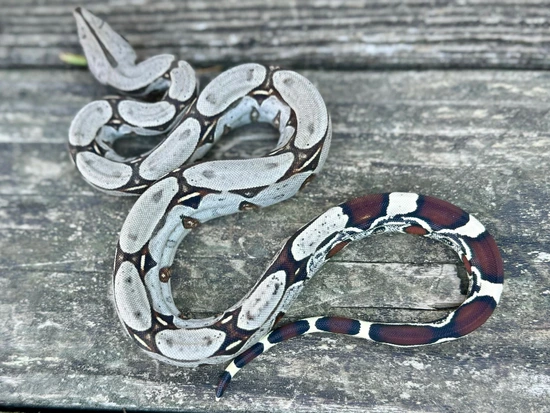 Peru Boa Constrictor Pomaville True Red-Tailed Boa Constrictor by Ace Boas