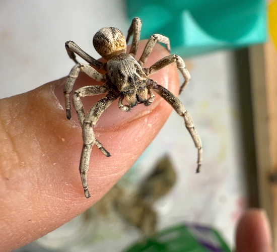 Stegodyphus Lineatus (Desert Velvet Spider) #002 Other Spider by Ace of ...