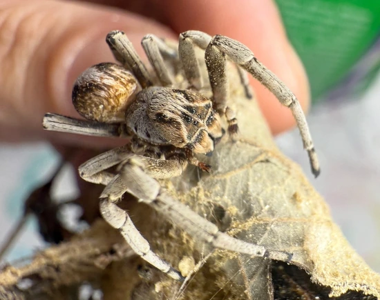 Stegodyphus Lineatus (Desert Velvet Spider) #003 Other Spider by Ace of ...