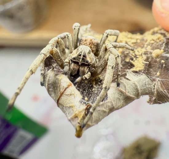Stegodyphus Lineatus (Desert Velvet Spider) #010 Other Spider by Ace of ...