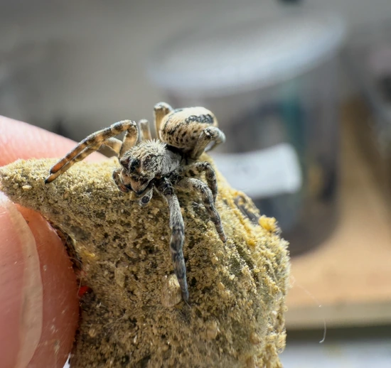 Stegodyphus Lineatus (Desert Velvet Spider) #012 Other Spider by Ace of ...