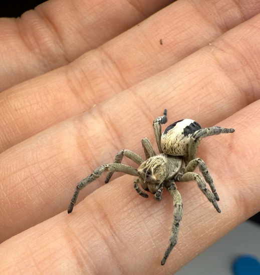 Stegodyphus Lineatus (Desert Velvet Spider) #016 Other Spider by Ace of ...