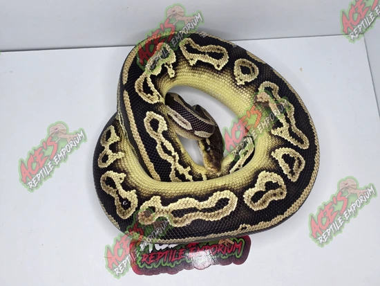 Gypsy Phantom Ball Python by Ace's Reptile Emporium