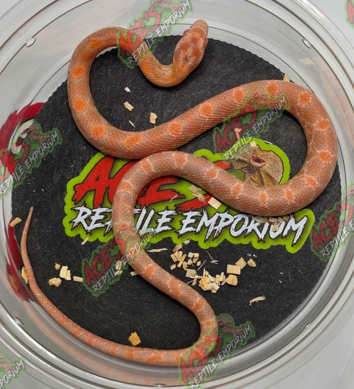 Super Red Factor Snow Corn Snake by Ace's Reptile Emporium