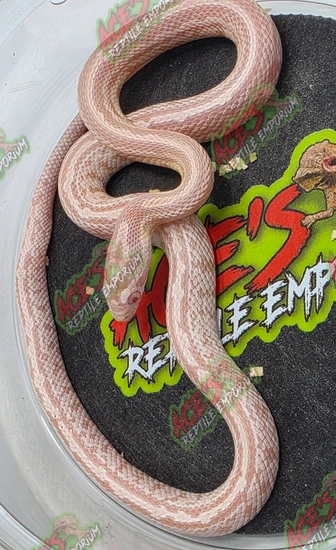 Snow Tessera Corn Snake by Ace's Reptile Emporium