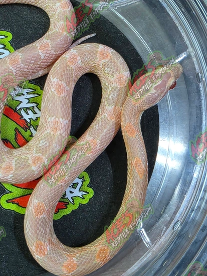 Coral Snow Corn Snake by Ace's Reptile Emporium