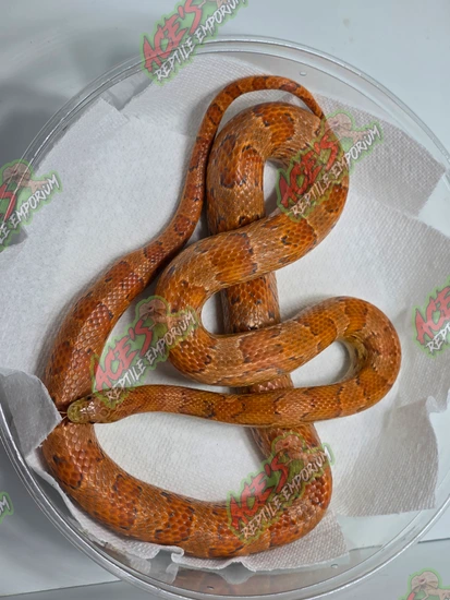 Lava Corn Snake by Ace's Reptile Emporium