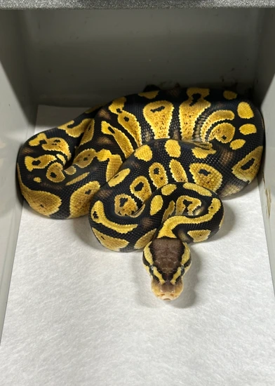 Pastel Het DG Clown PH Hypo Ball Python by Diamond Exotics