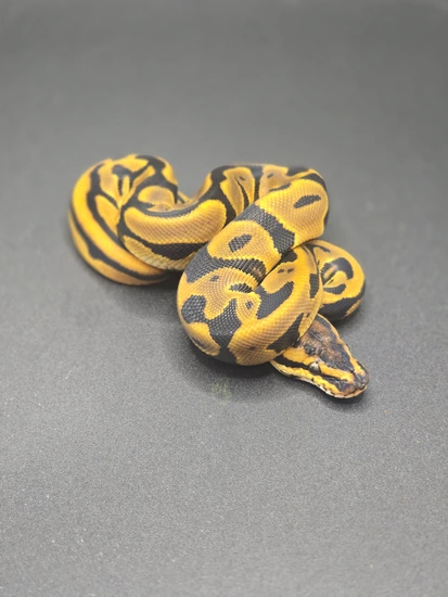 Enchi Leopard Wookie Het Clown Poss Od Ball Python by Batter Up Balls