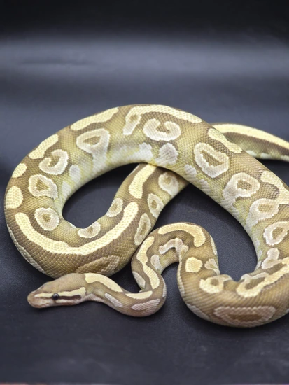 Mojave Enchi Fire Ball Python by Batter Up Balls