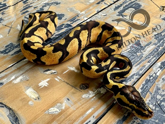 Pastel Enchi Het Pied Ball Python by Hilton Head Exotics