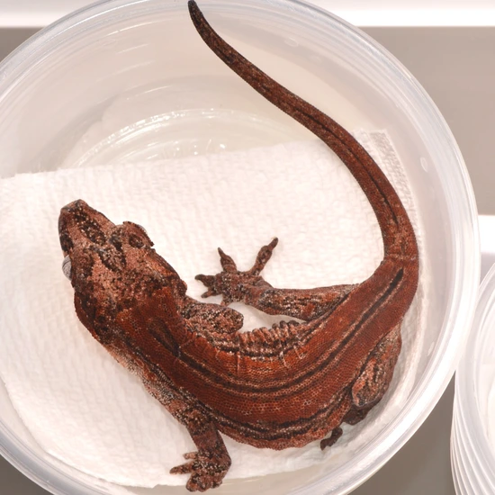 Gargoyle Gecko - Super Red Stripe - Pink/Red & Black "Granite" Striped ...