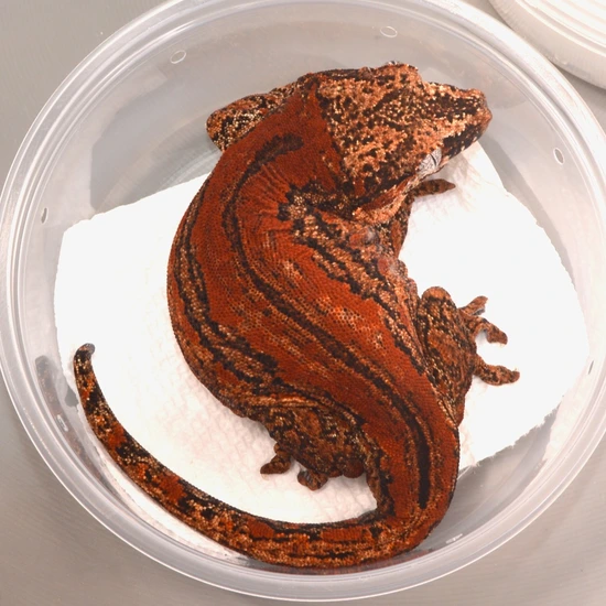 Gargoyle Gecko - Super Red Stripe - Pink/Red & Black "Granite" Striped ...