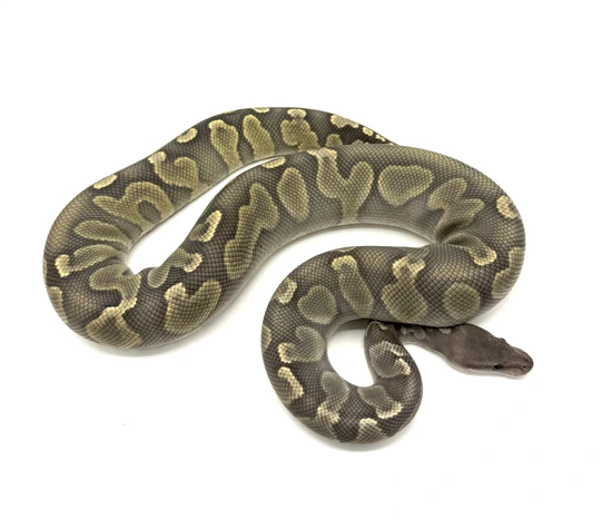 Hypo GHI Cinnamon Ball Python by Circle A Serpents