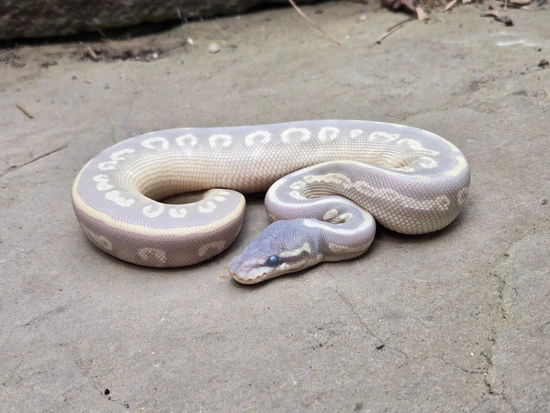 Purple Passion Ball Python by AC Royal Reptiles