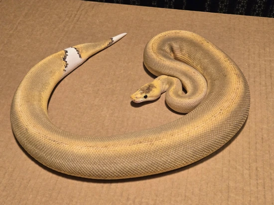 Champagne Cinnamon Ball Python by AC Royal Reptiles
