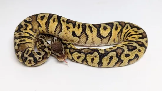 Inferno Fader Ball Python by Next Level Mutations