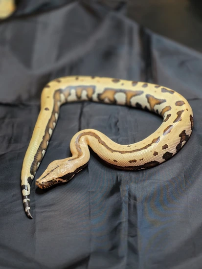 Goldeneye Het T+ Blood Python by Martin Exotics LLC