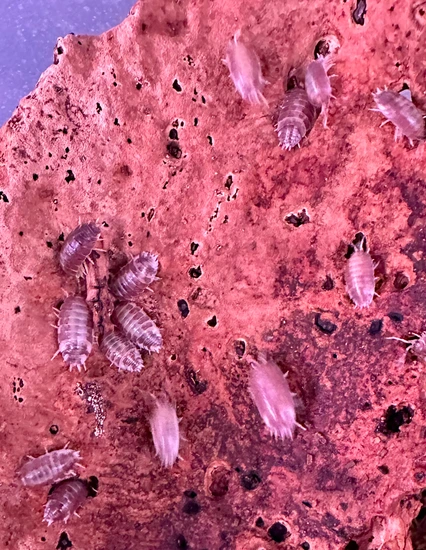 10+2ct Porcellio Laevis Milk Back Isopod by F&A Bugs n more