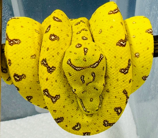 UKCB Green Tree Python by All About Boas