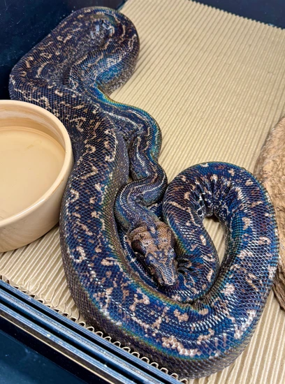 Leopard Boa Boa Constrictor by All About Boas