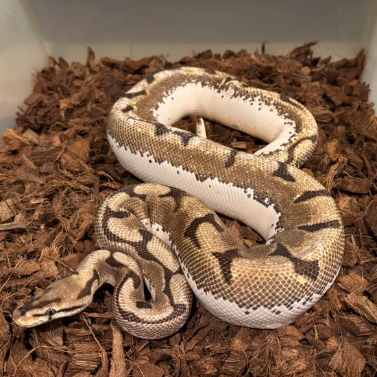 Orange Dream Calico Spider Ball Python by CC Reptiles