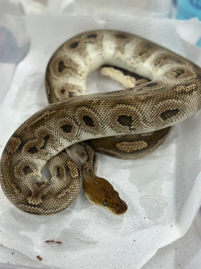 Bongo Clown Ball Python by Semper Reptiles