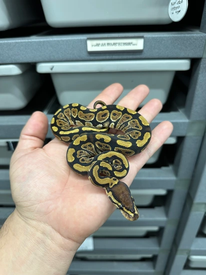 TH Hypo Paint Clown Ball Python by Semper Reptiles