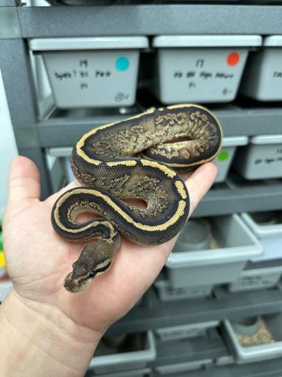 Black Pastel Specter Paint Ball Python by Semper Reptiles