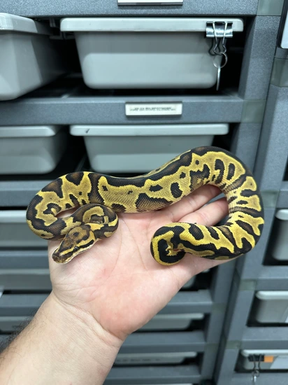 Leopard Chocolate Fire Het Clown Ball Python by Semper Reptiles