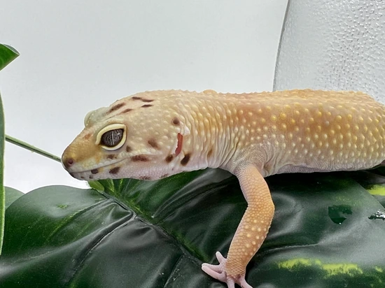 GGG Linage Female Leopard Gecko by Gecko Girls Exotics