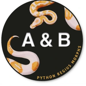 AenB Python regius morphs - MorphMarket