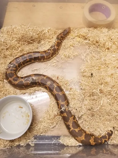 Normal Kenyan Sand Boa by Hidden Valley Geckos