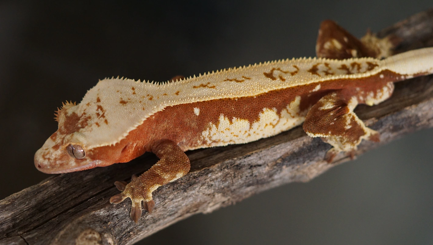 High White Whitewall Dark Base Crested Gecko by Hidden Valley Geckos