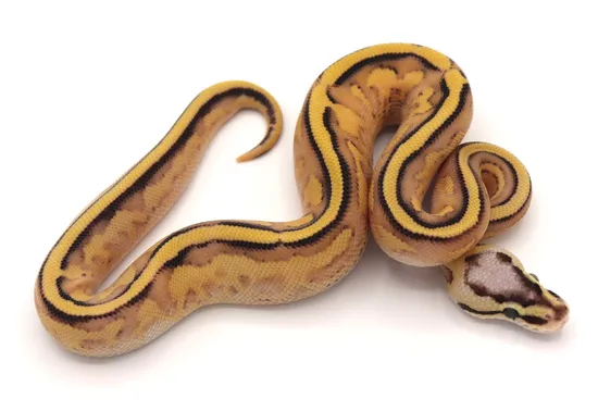 Pastel OD Super Stripe Het. Puzzle Ball Python by Aesthetic Selection ...