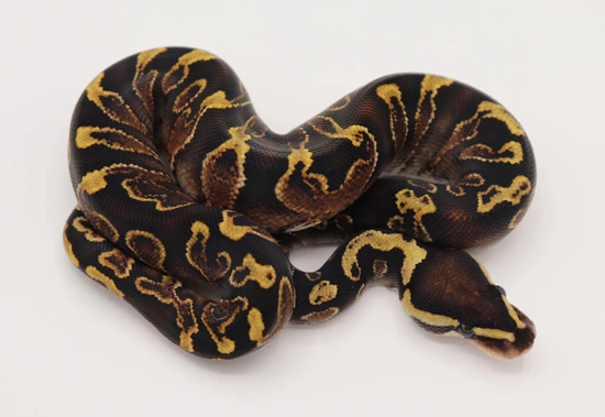 GHI Gravel Het. Clown Ball Python by Aesthetic Selection Reptiles
