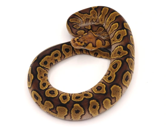 GHI Spark Clown Ball Python by Aesthetic Selection Reptiles