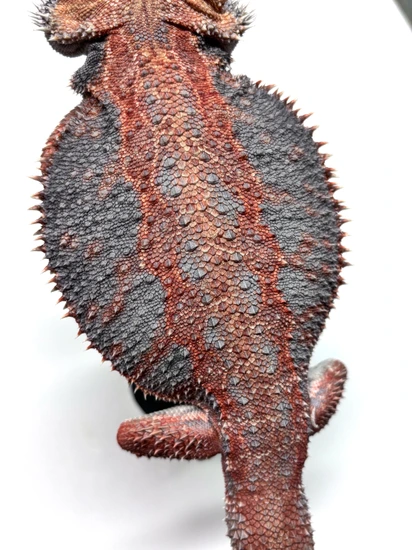 Extreme Blue Hypo Central Bearded Dragon by Aesthetic Critters