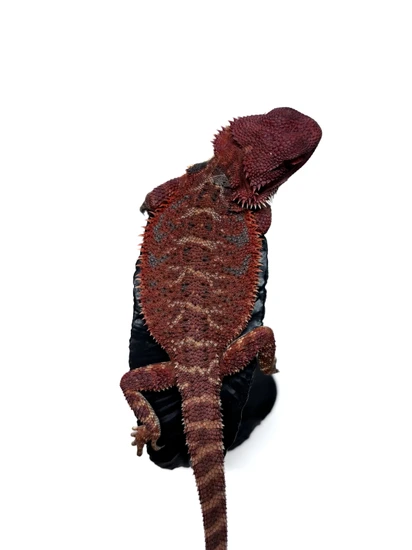 Red Monster Blue Tiger Central Bearded Dragon by Aesthetic Critters