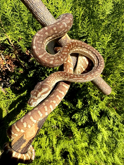 Hypo Visual Stonewashed Bredls Pythons Centralian Carpet Python by ...
