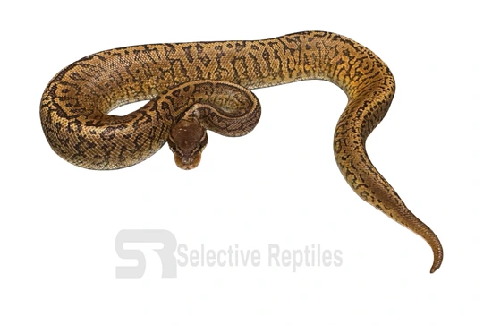 Monsoon Ball Python by Selective Reptiles