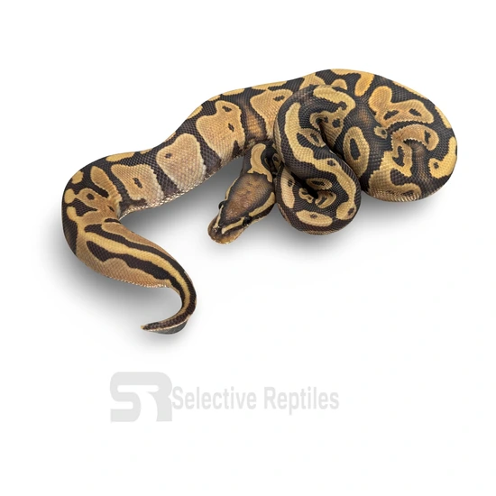 Hypo Het Sunset Het Pied Ball Python by Selective Reptiles
