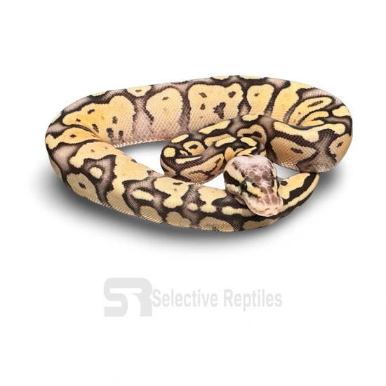 Fire Super Pastel Het Monarch 50% Het Pied 50% Het G Stripe Ball Python ...