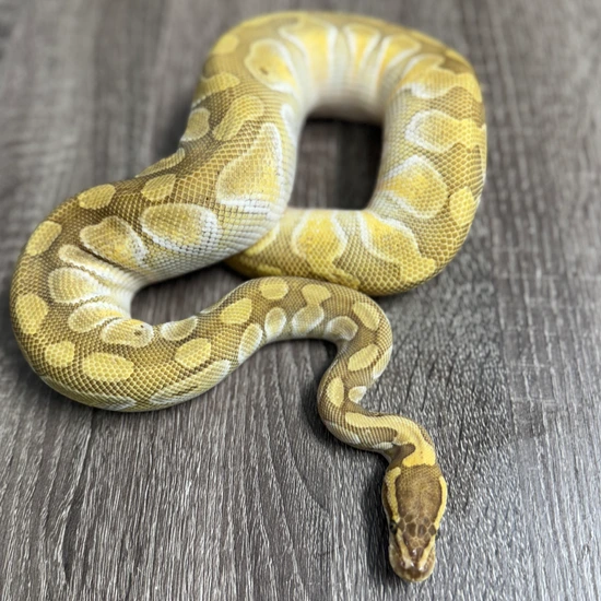 1.0 Butter Enchi TH G-Stripe, Clown, Enhancer Ball Python by Koil Snakes
