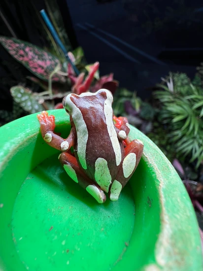 Red Clown Tree Frog Other Tree Frog by Agamasmauexotics