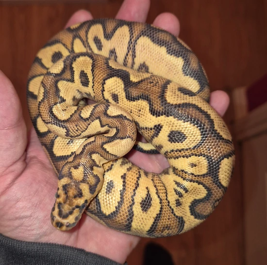 Orange Dream Red Stripe Fire Yellowbelly Clown Ball Python by AGB_Pythons