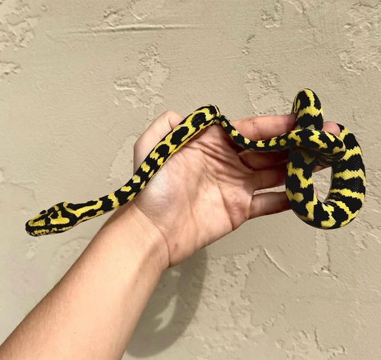 50/50 Diamond X Jungle Carpet Python by Top Quality Colubrids