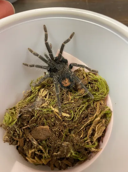 Phormictopus Cancerides ‘Bayahibe` (Bayahibe Giant) Tarantula by Agocs ...