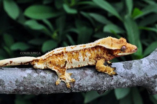 RTB Korean Extreme Tricolor Crested Gecko by Cowajunga, LLC