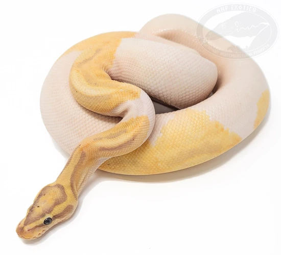 Banana Pied Pos. OD Ball Python by AHP Exotics
